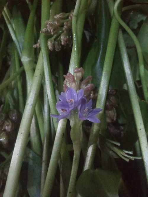 TATA CARA MEMBUAT TALI DARI TANGKAI DAUN TANAMAN ECENG GONDOK - SANG PETANI