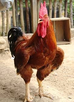 MENGENAL AYAM MERAWANG, SALAH SATU RUMPUN AYAM LOKAL INDONESIA - SANG ...