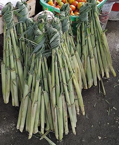 TEBU TELUR, SPESIES TANAMAN TEBU YANG PUCUK ATAU UMBUTNYA BISA ...